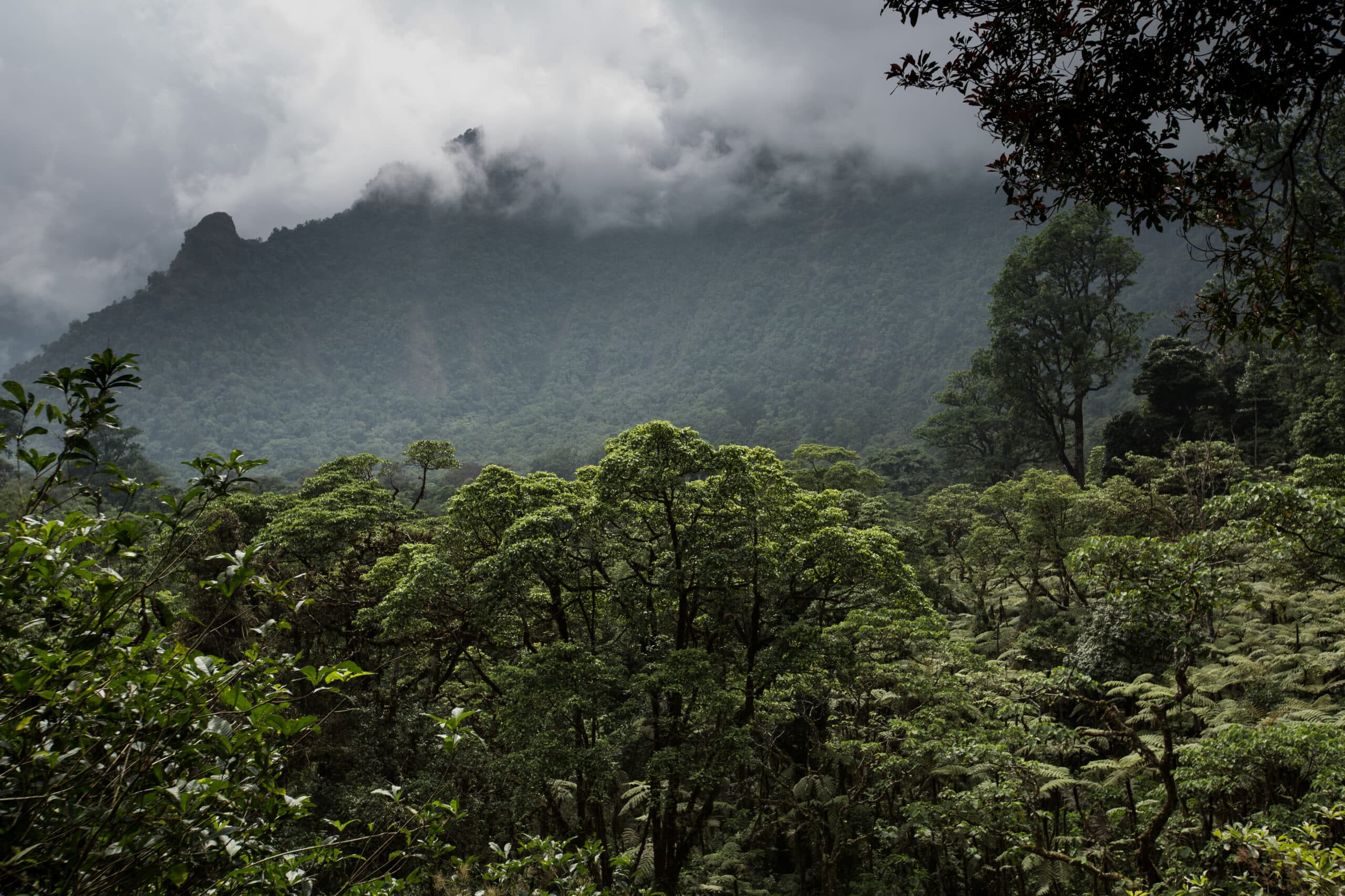 Supporting communities/CSOs to conserve the Guinean Forest of West ...